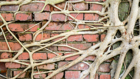 Does home insurance cover tree root damage? | Age Co