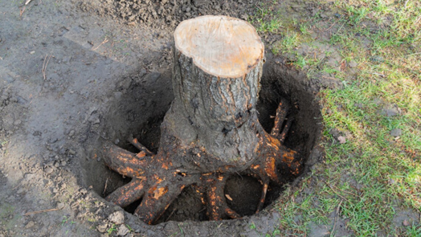 Does home insurance cover tree root damage? | Age Co