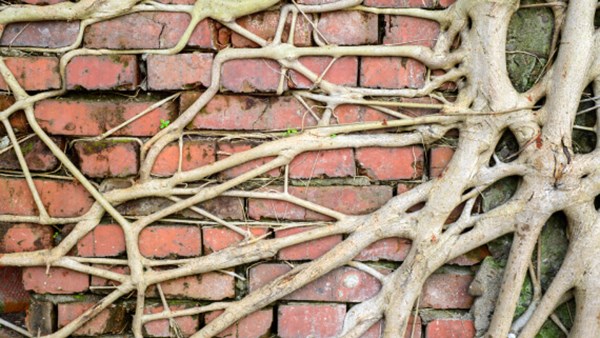Does home insurance cover tree root damage? | Age Co